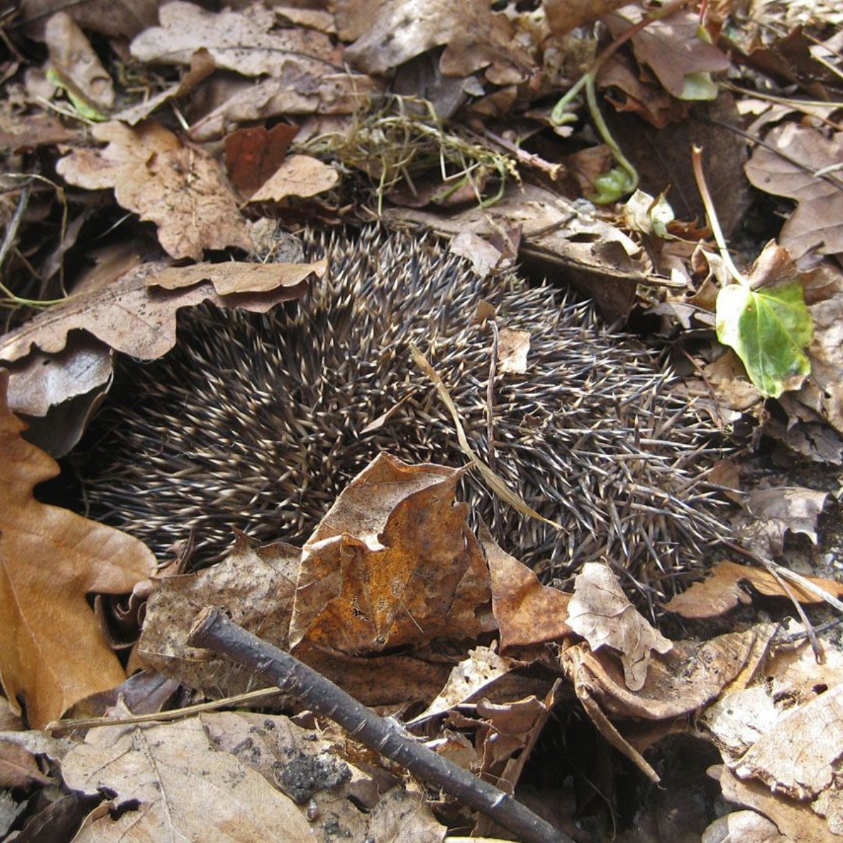 Dorchester Primary - Reception: How could you build a cosy place for an ...