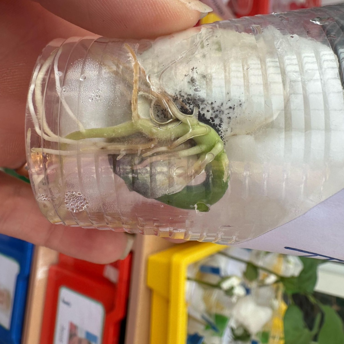 Dorchester Primary - Nursery: How has your bean changed?