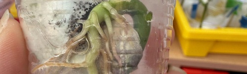 Dorchester Primary - Nursery: How has your bean changed?