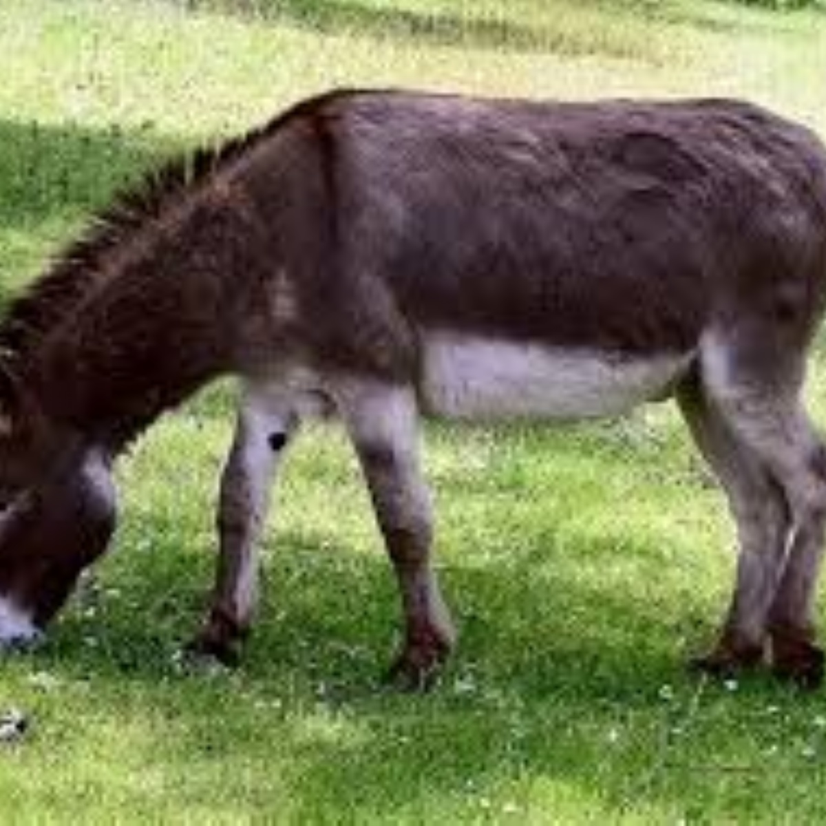 Dorchester Primary - What do "Jack and Jenny" have to do with donkeys?